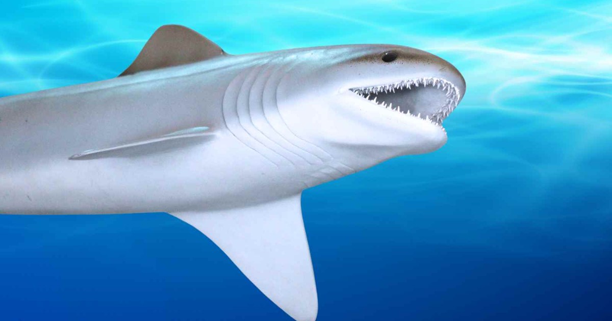 Shark Shenanigans | Cleveland Museum of Natural History